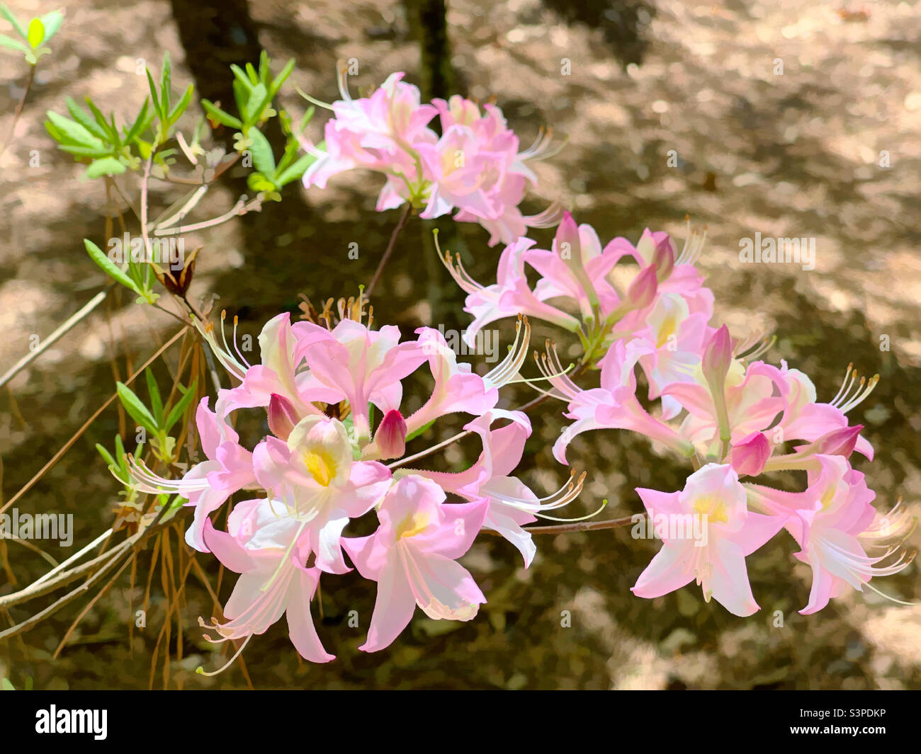 Springtime digital art hi-res stock photography and images - Alamy