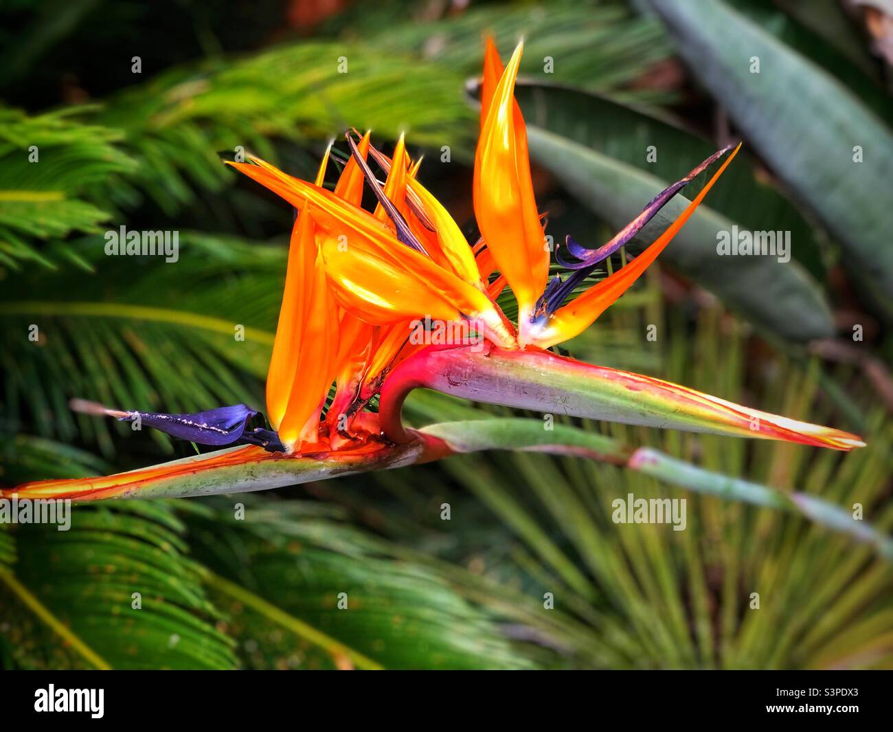 Double flower on a strelitzia plant Stock Photo - Alamy