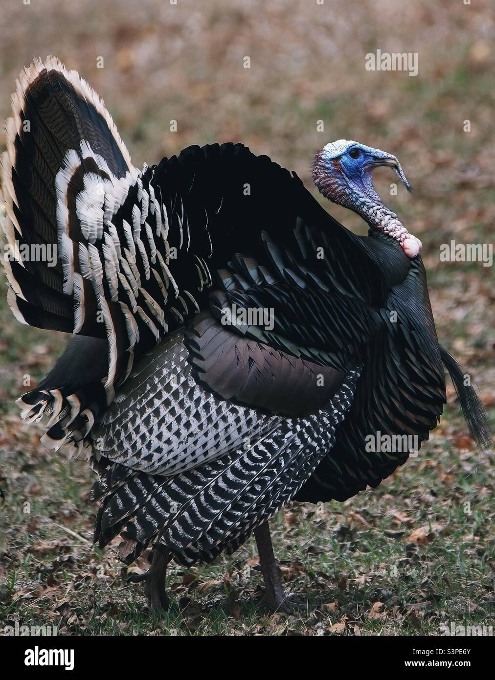 Shake your tail feathers Stock Photo - Alamy