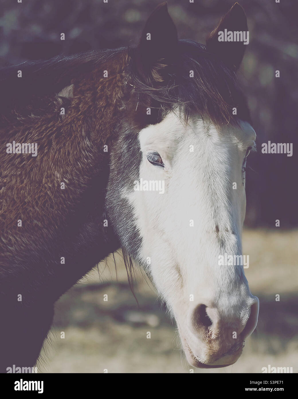 Ghost horse hi-res stock photography and images - Alamy