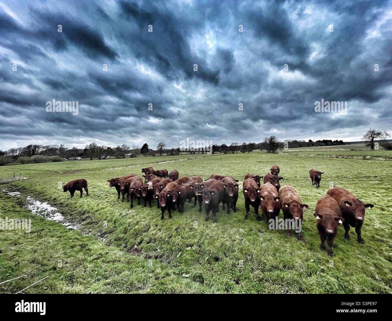 Lincolnshire red cattle hi-res stock photography and images - Alamy