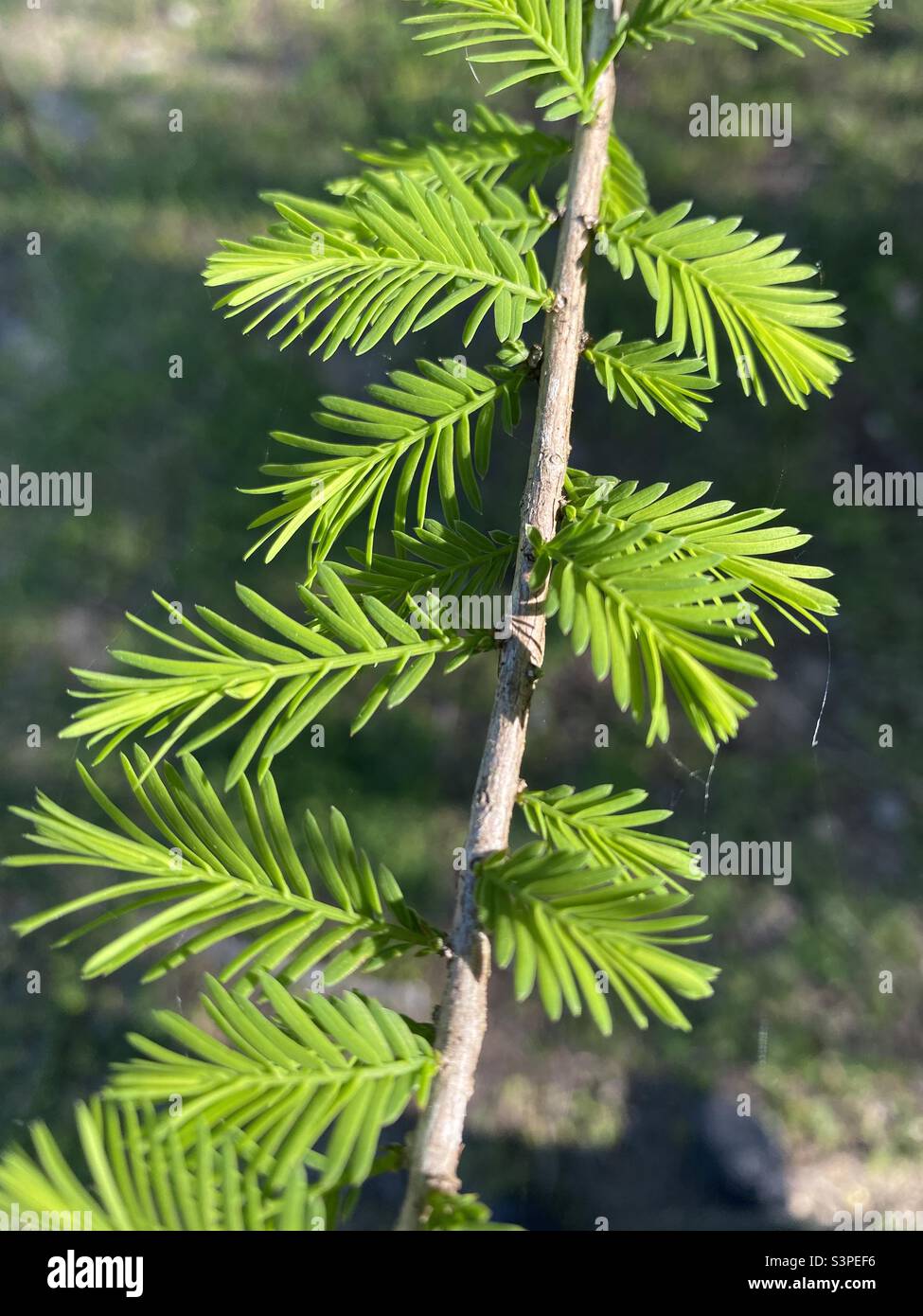 Bald cypress tree hi-res stock photography and images - Alamy