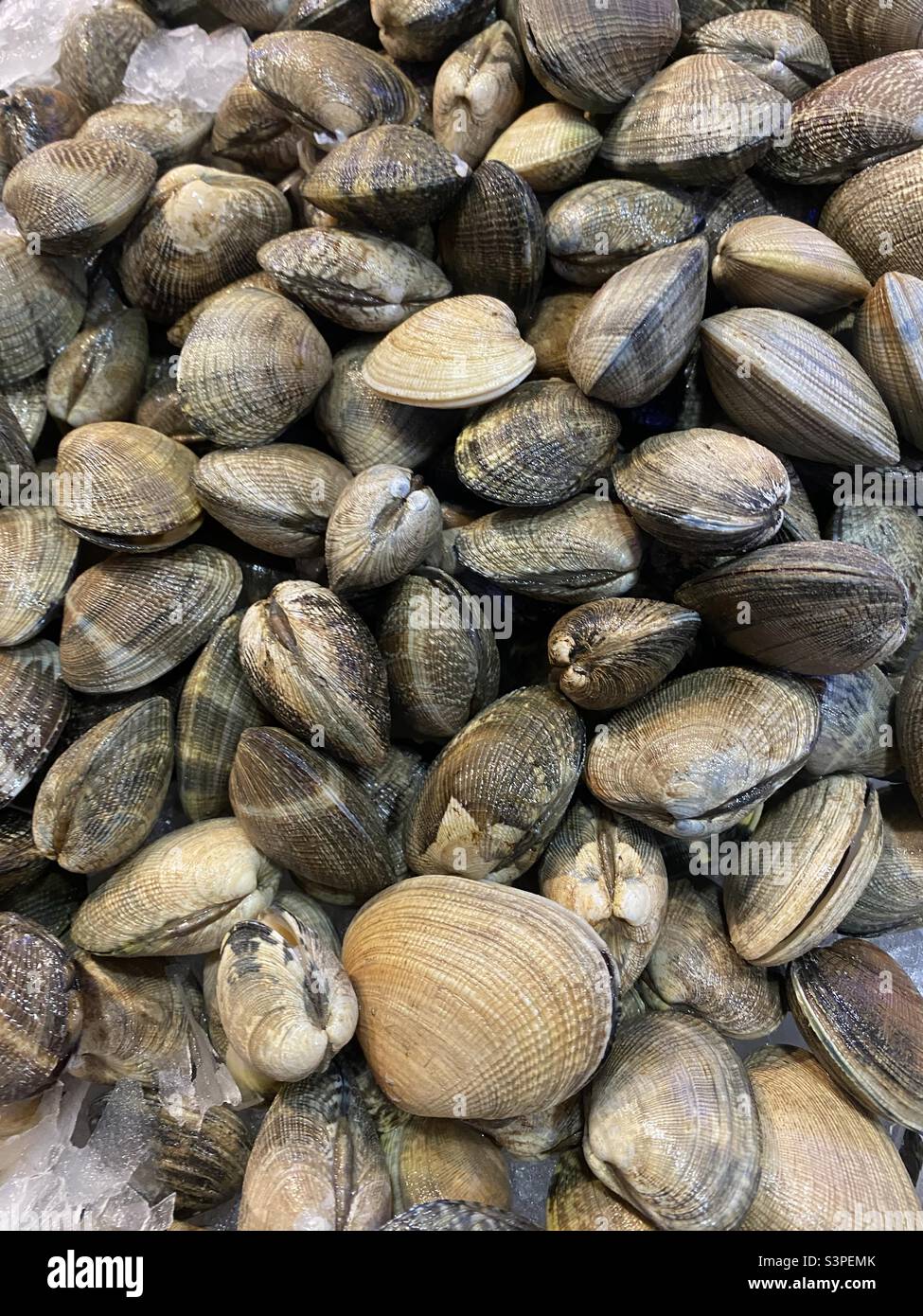 Clamshell seafood hi-res stock photography and images - Alamy