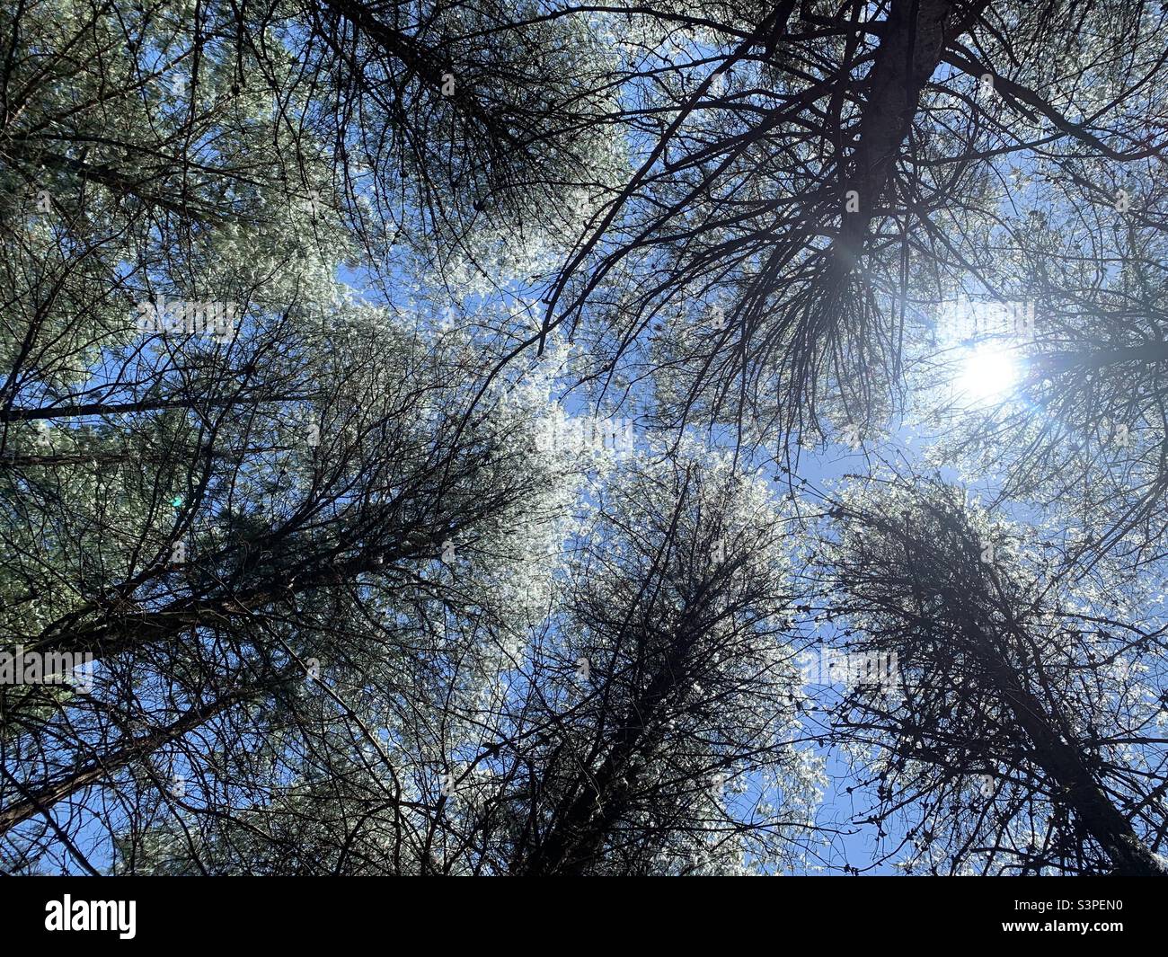 Tree crown hi-res stock photography and images - Alamy
