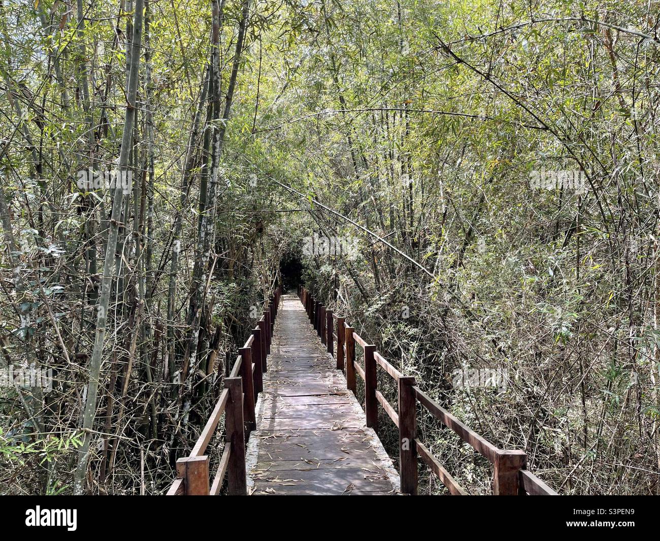 hump bridge in the bamboo forest Stock Photo - Alamy
