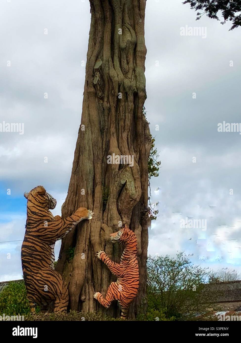 Tiger climbing hi-res stock photography and images - Alamy