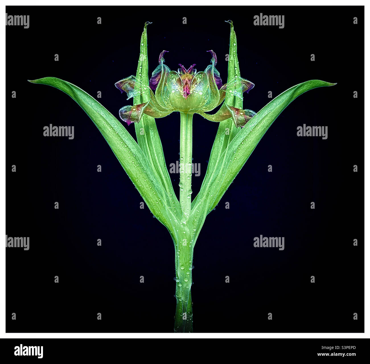 Strange plants hi-res stock photography and images - Alamy