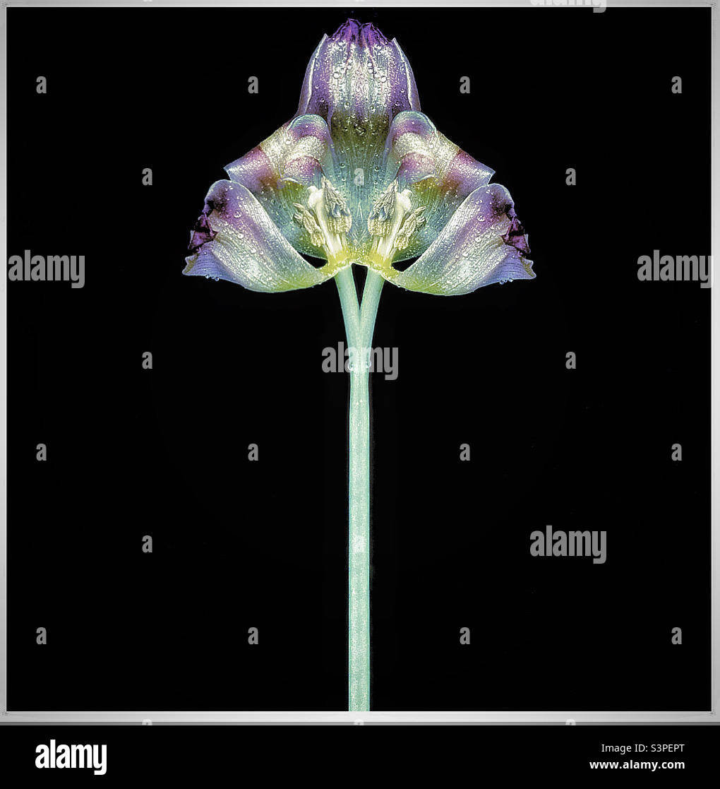 Tall leggy flower plants hi-res stock photography and images - Alamy