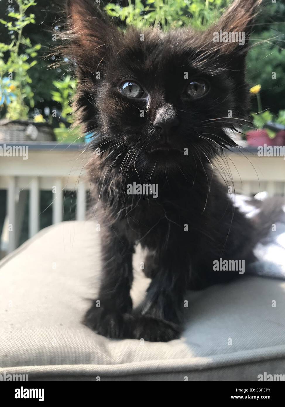 Wet kitten hi-res stock photography and images - Alamy