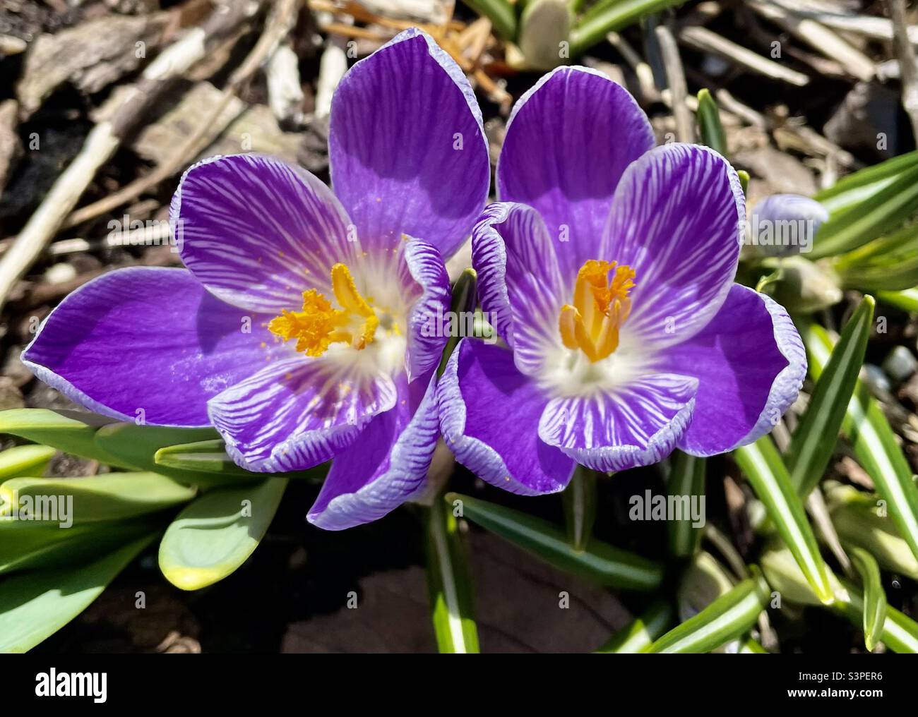 Purple crocus blooms hi-res stock photography and images - Alamy