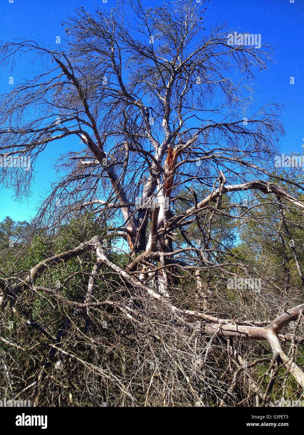 Dead nature hi-res stock photography and images - Alamy