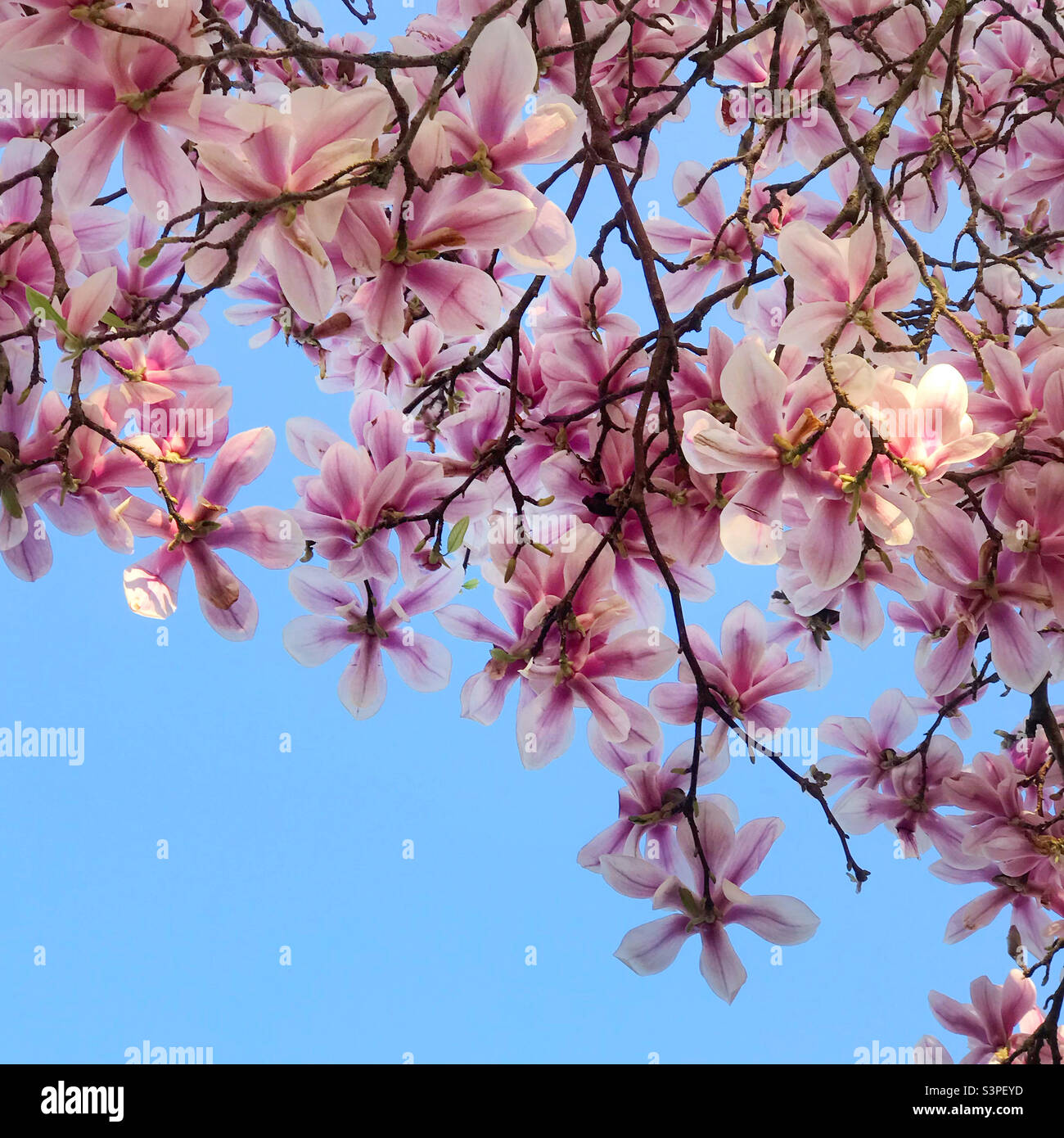 Magnolia tree in blossom hi-res stock photography and images - Alamy