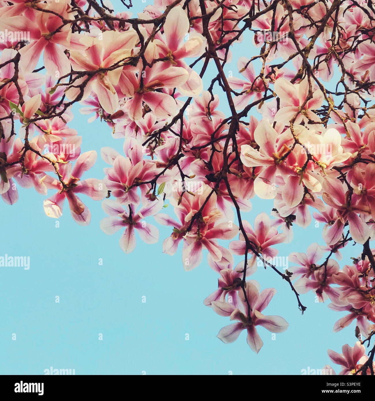 A beautiful magnolia tree in full blossom Stock Photo - Alamy