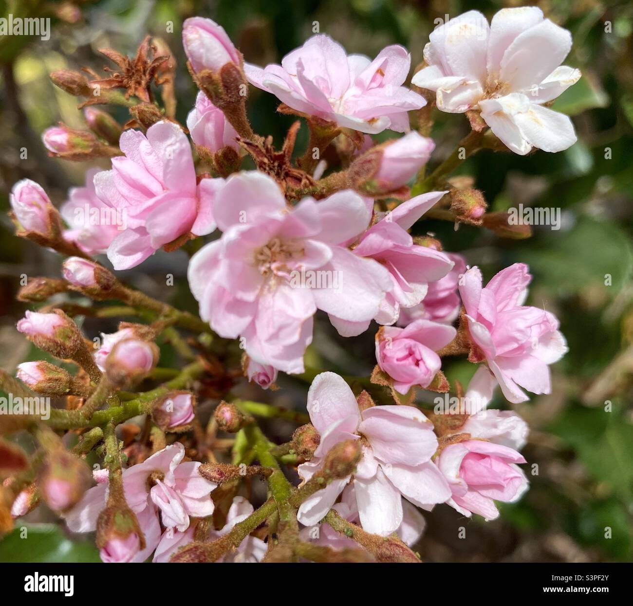 Beautiful Spring Bouquet Stock Photo - Alamy