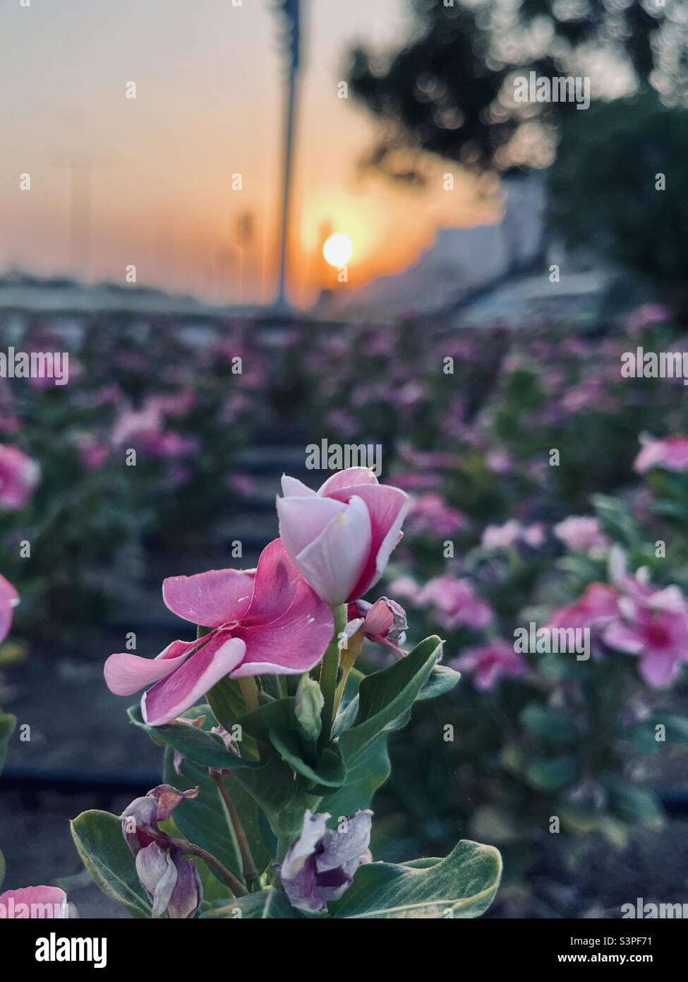 Real life flowers hi-res stock photography and images - Alamy