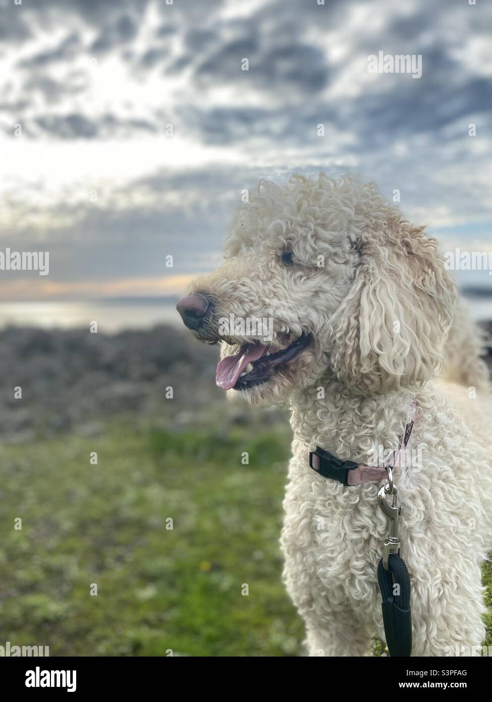 Beach poodle hi-res stock photography and images - Alamy