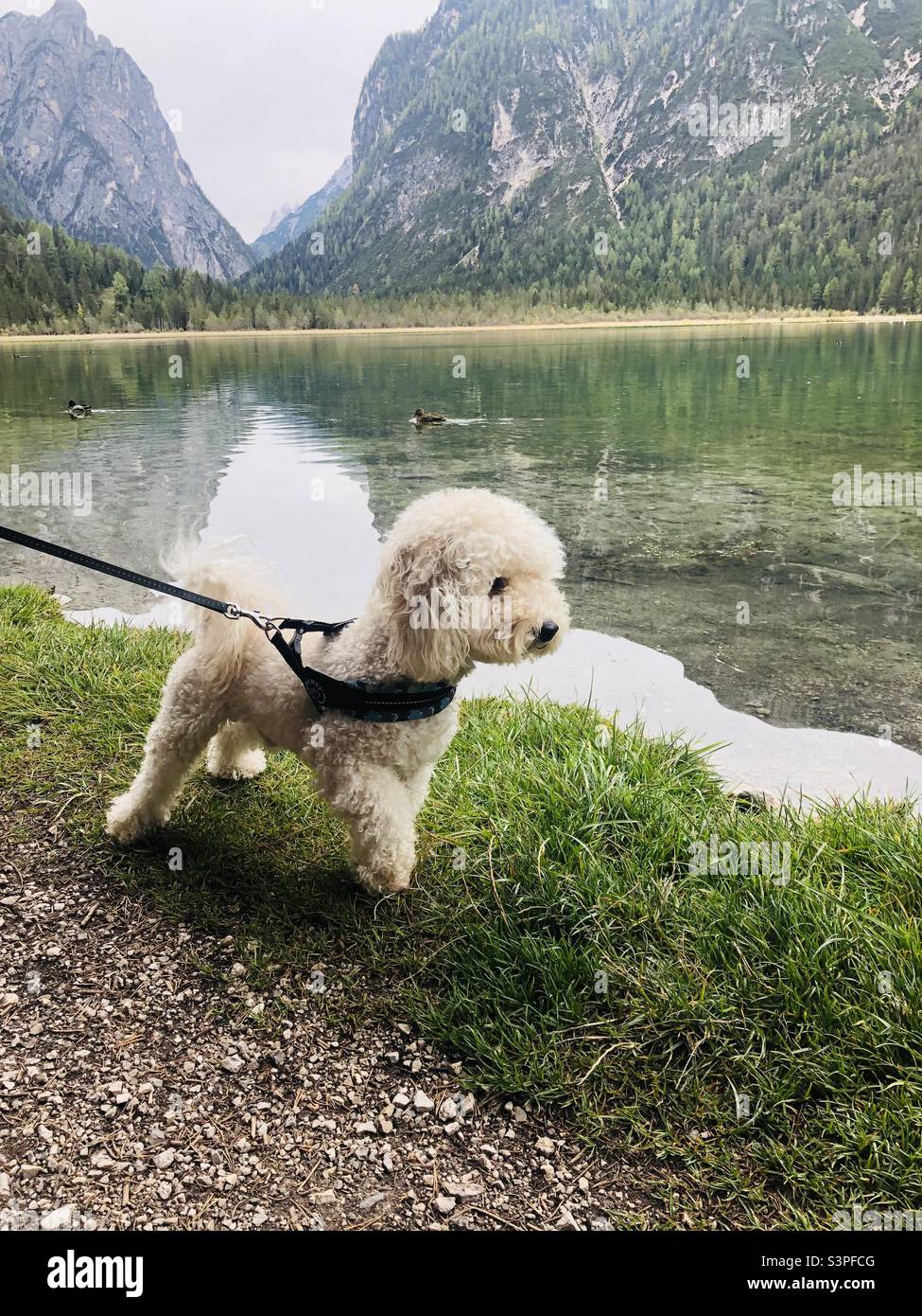 King poodle hi-res stock photography and images - Alamy