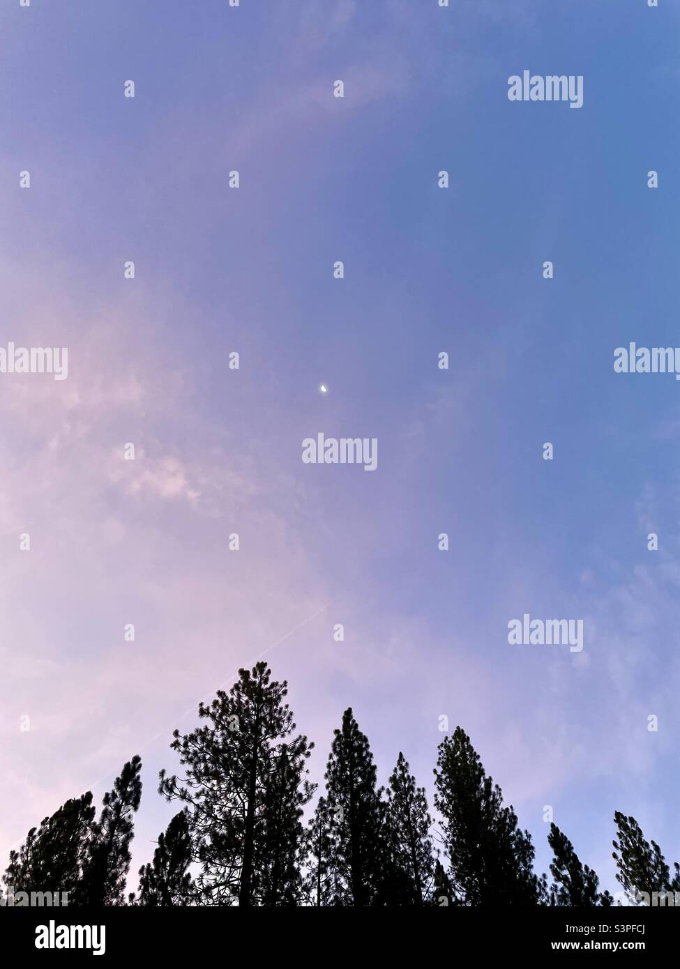 Moon pine trees hi-res stock photography and images - Alamy