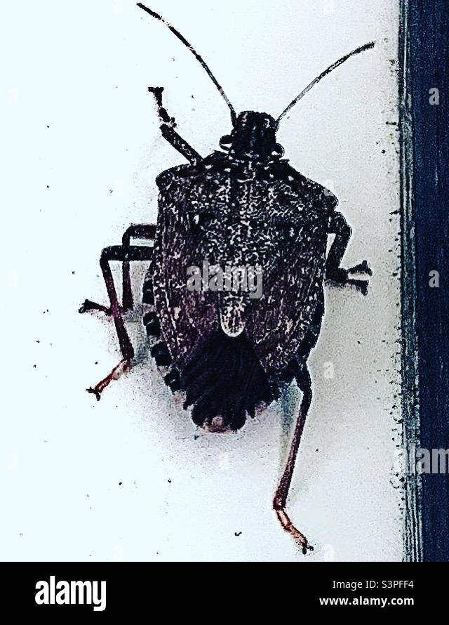 Black and white beetle bug Stock Photo - Alamy