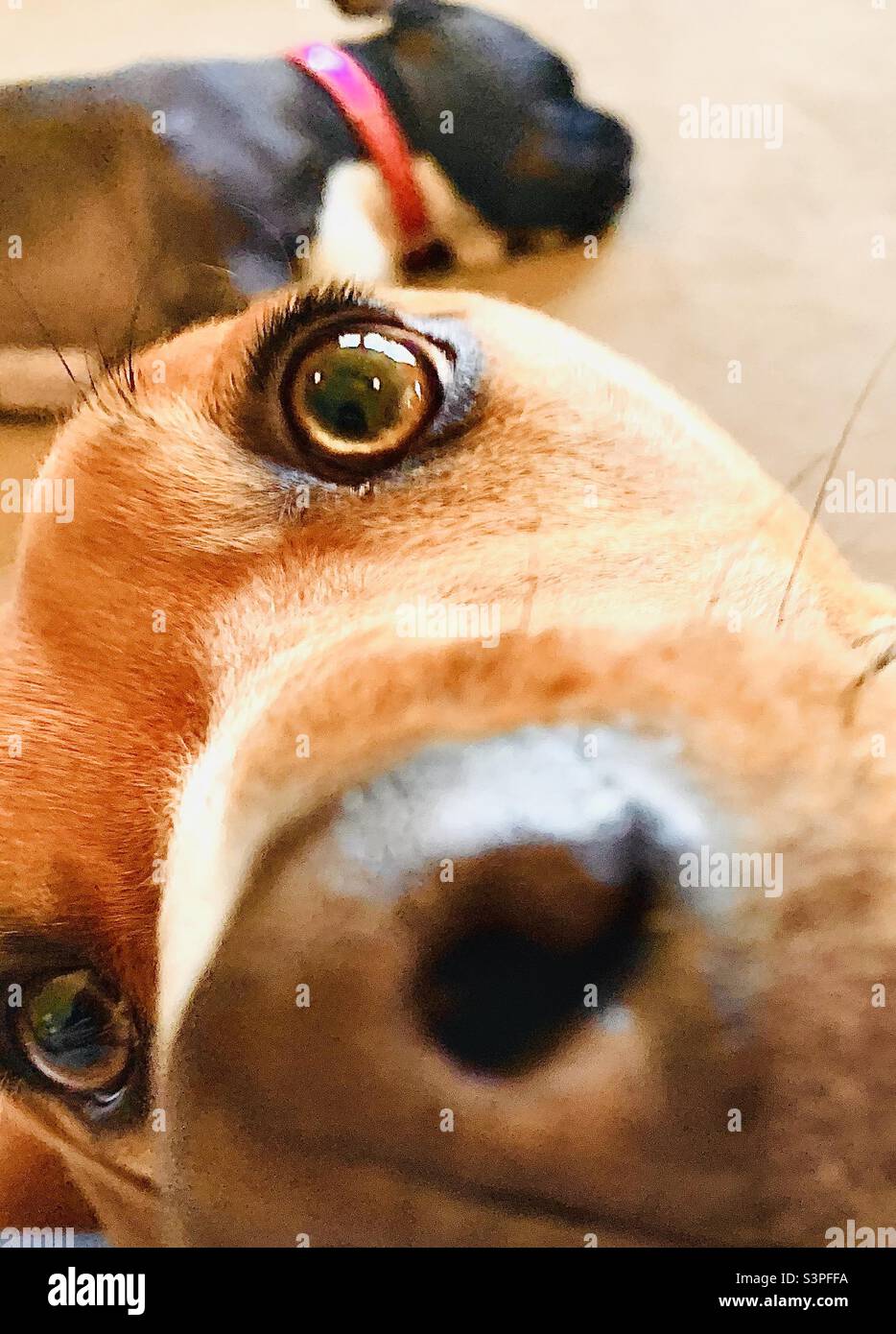 Foreground dog hi-res stock photography and images - Alamy