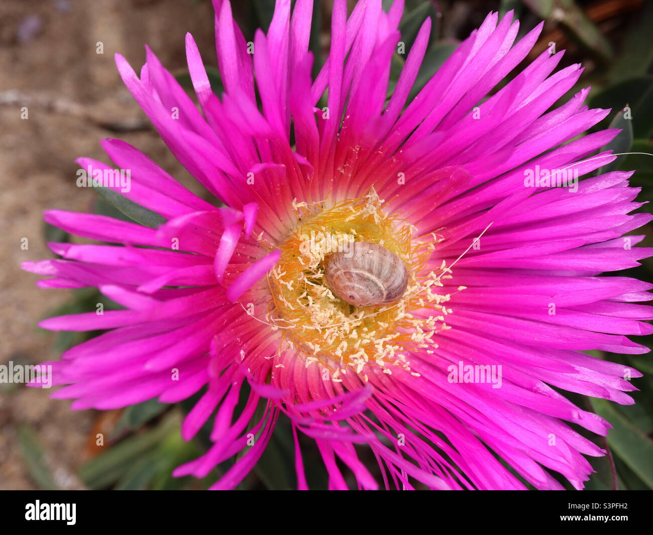 Snail with flower hi-res stock photography and images - Alamy