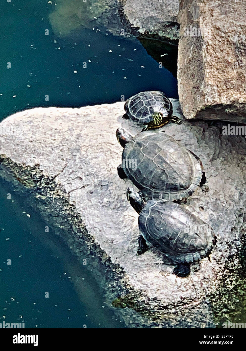 Pond animals hi-res stock photography and images - Alamy