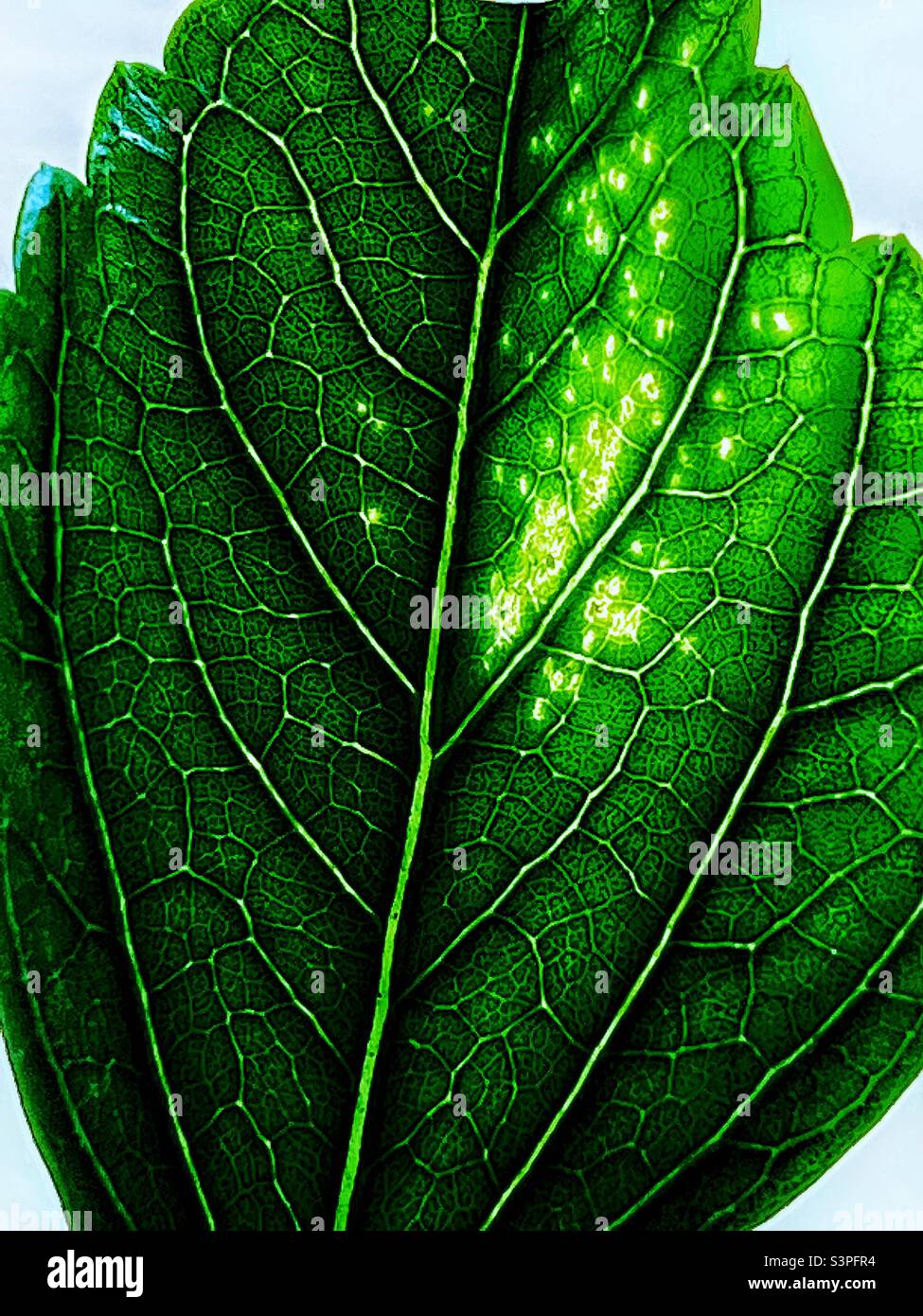 Detailed view leaf hi-res stock photography and images - Alamy