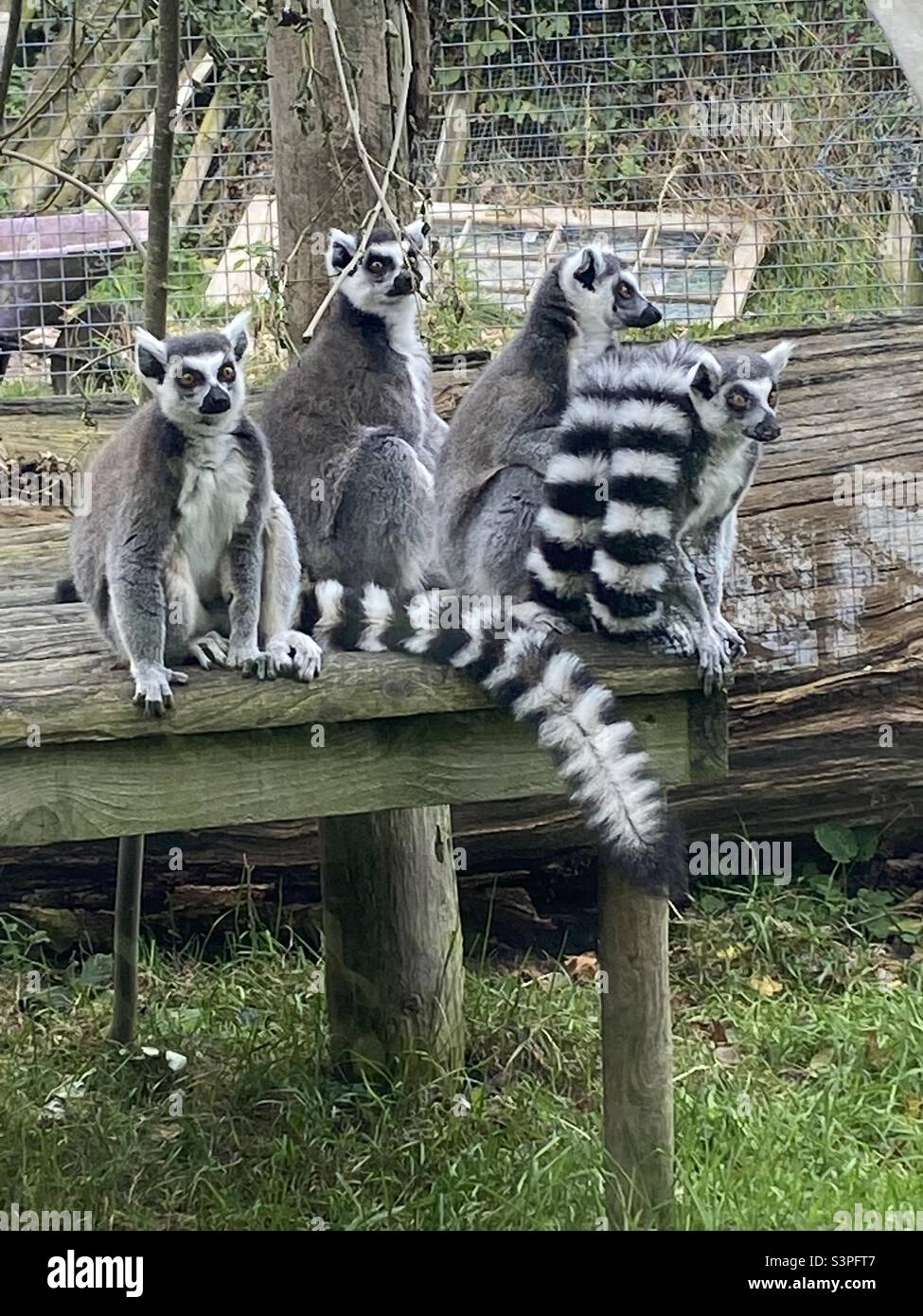 A group of ring tailed lemurs Stock Photo - Alamy