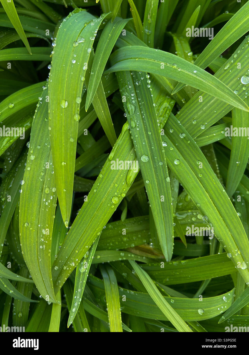 Water lilly leaves hi-res stock photography and images - Alamy