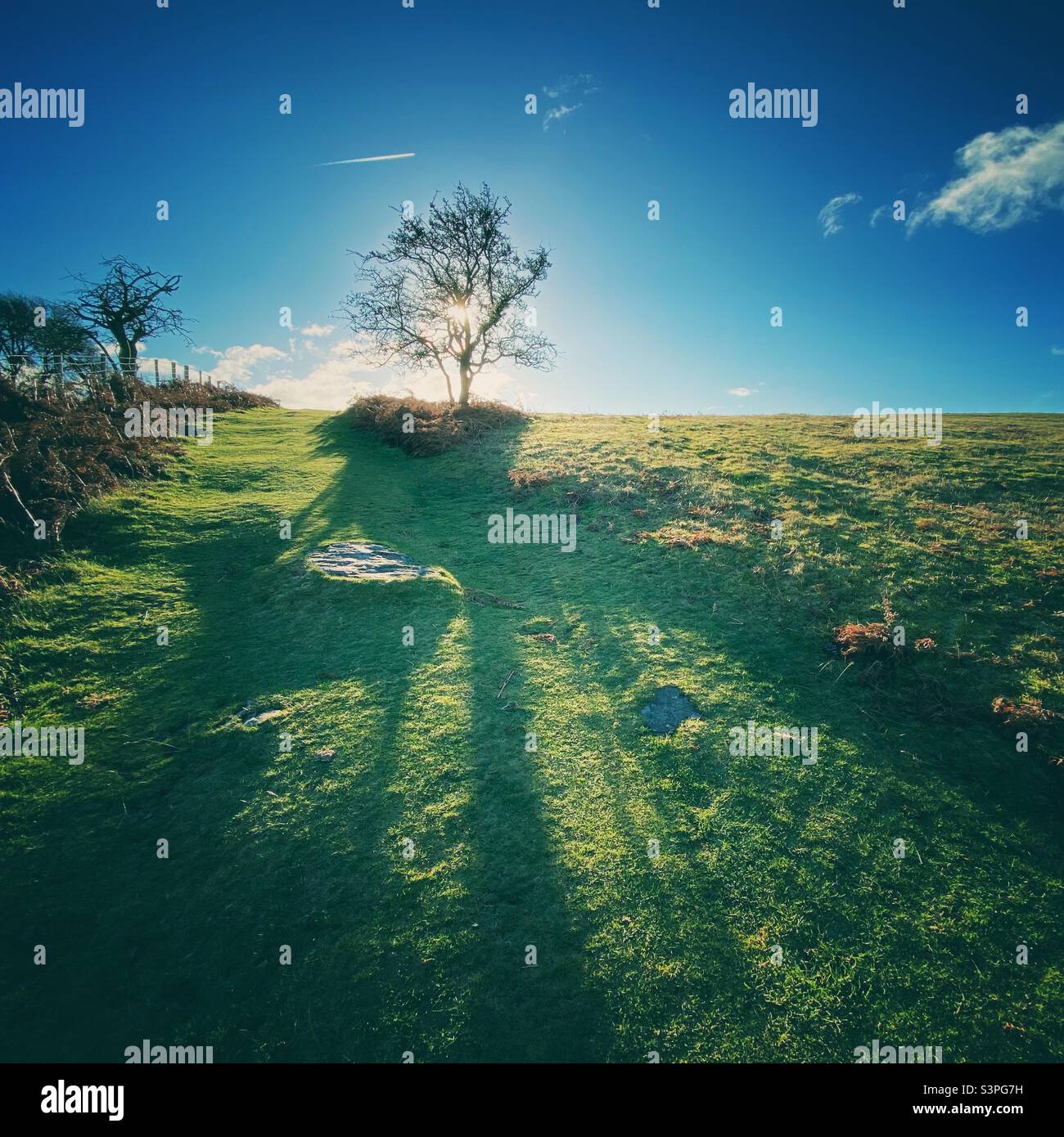A photograph of a tree at the top of a small hill in rural farmland ...