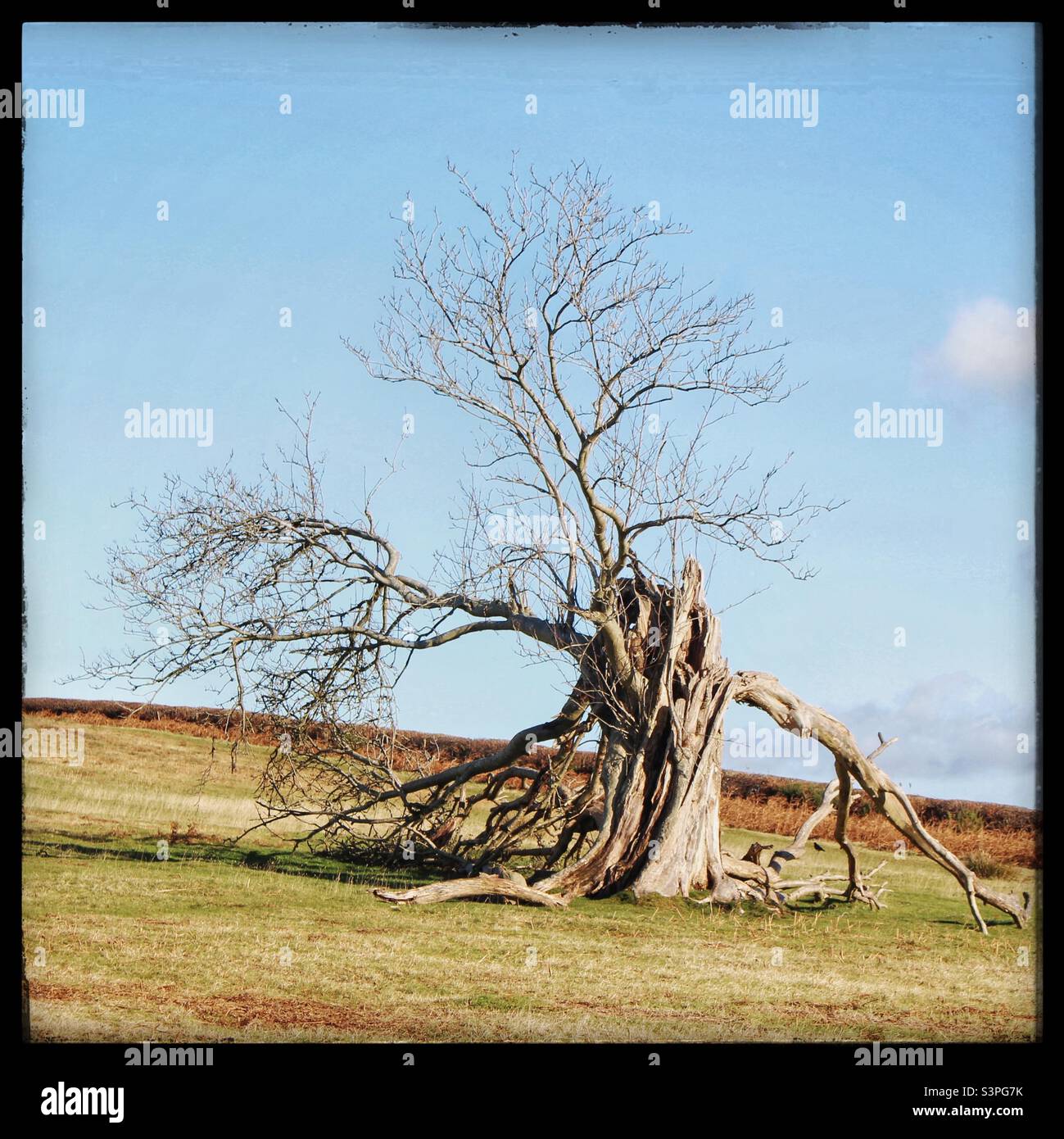 A photograph of a spooky old dead tree with limbs hanging off and a ...