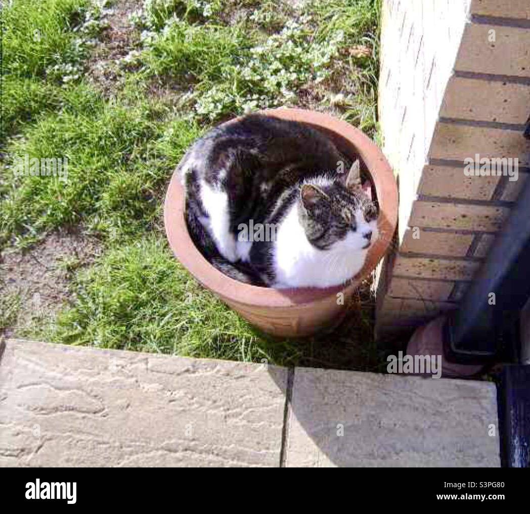 Basking cat hi-res stock photography and images - Alamy