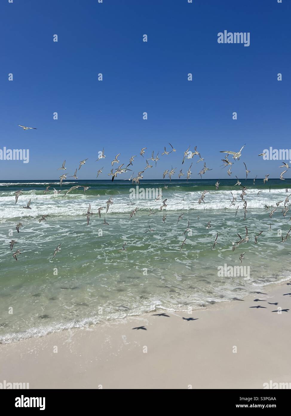 Hundreds of shorebirds flying over the Gulf of Mexico Emerald Coast ...