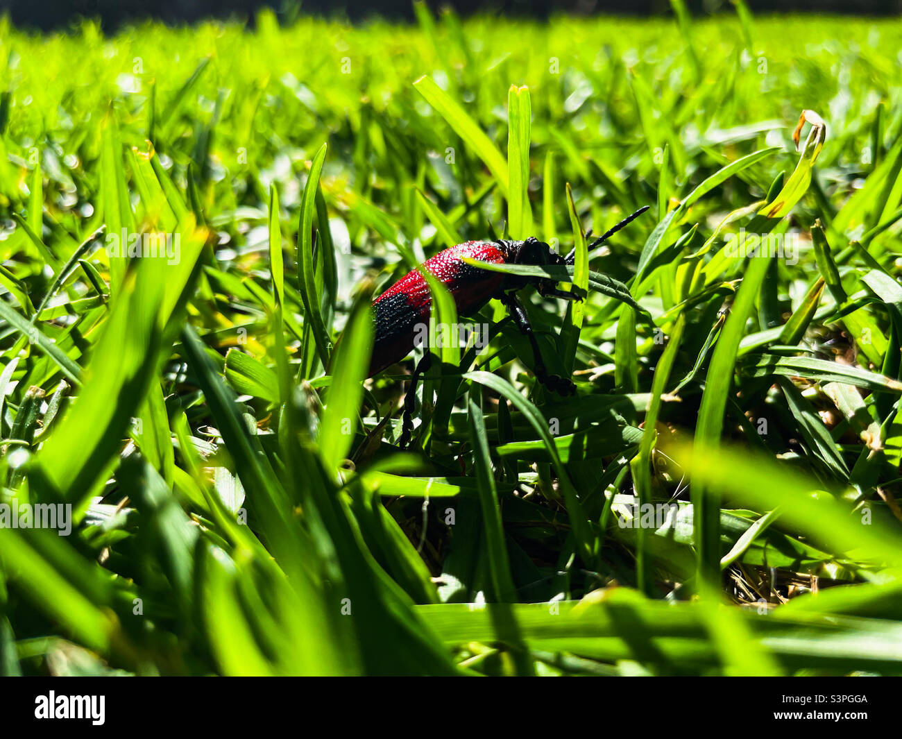 Strange beetle Insect in the garden of a house Stock Photo - Alamy