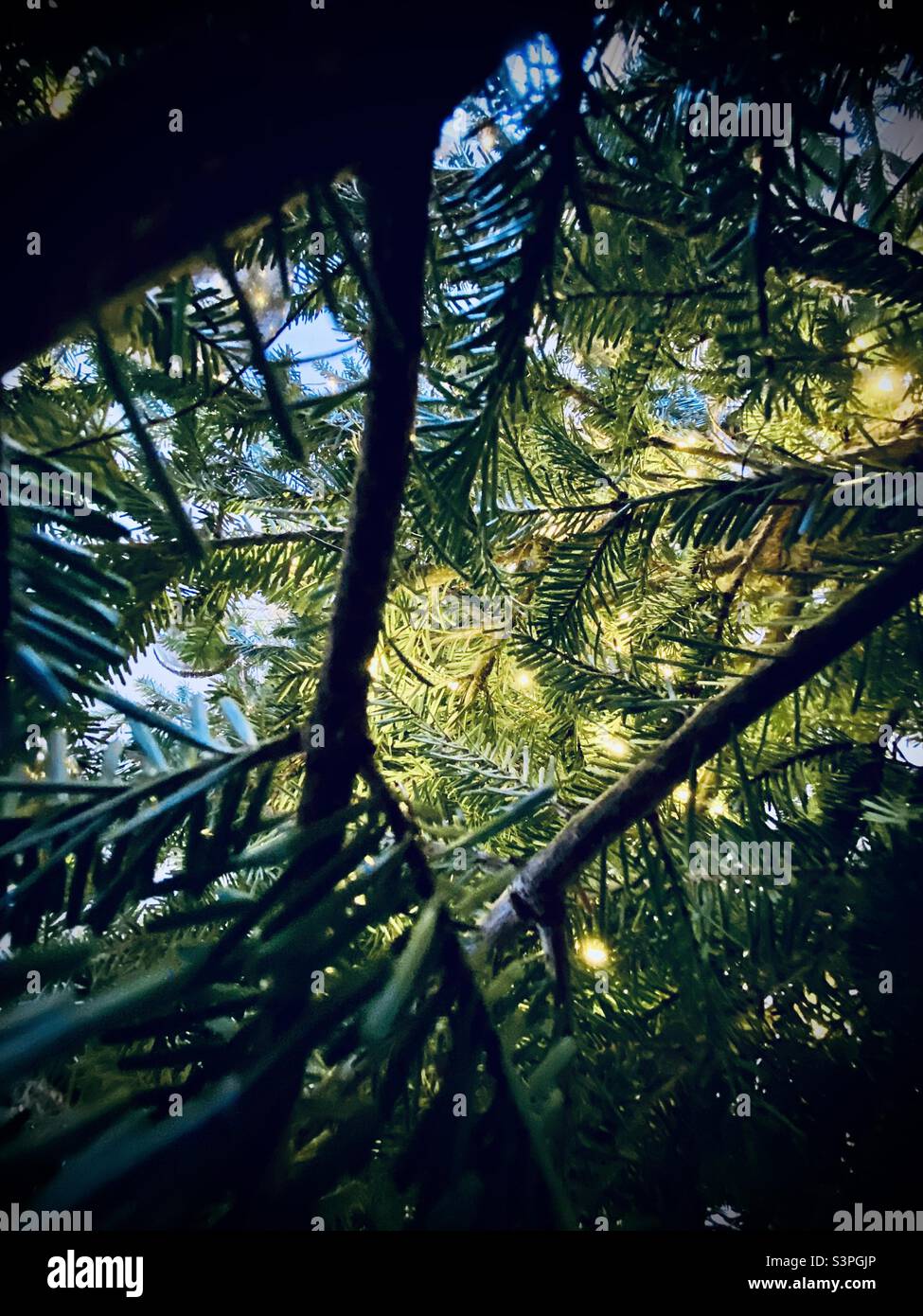 Magical tree hi-res stock photography and images - Alamy