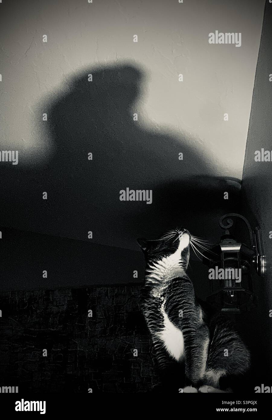 Spooky cat shadow hi-res stock photography and images - Alamy