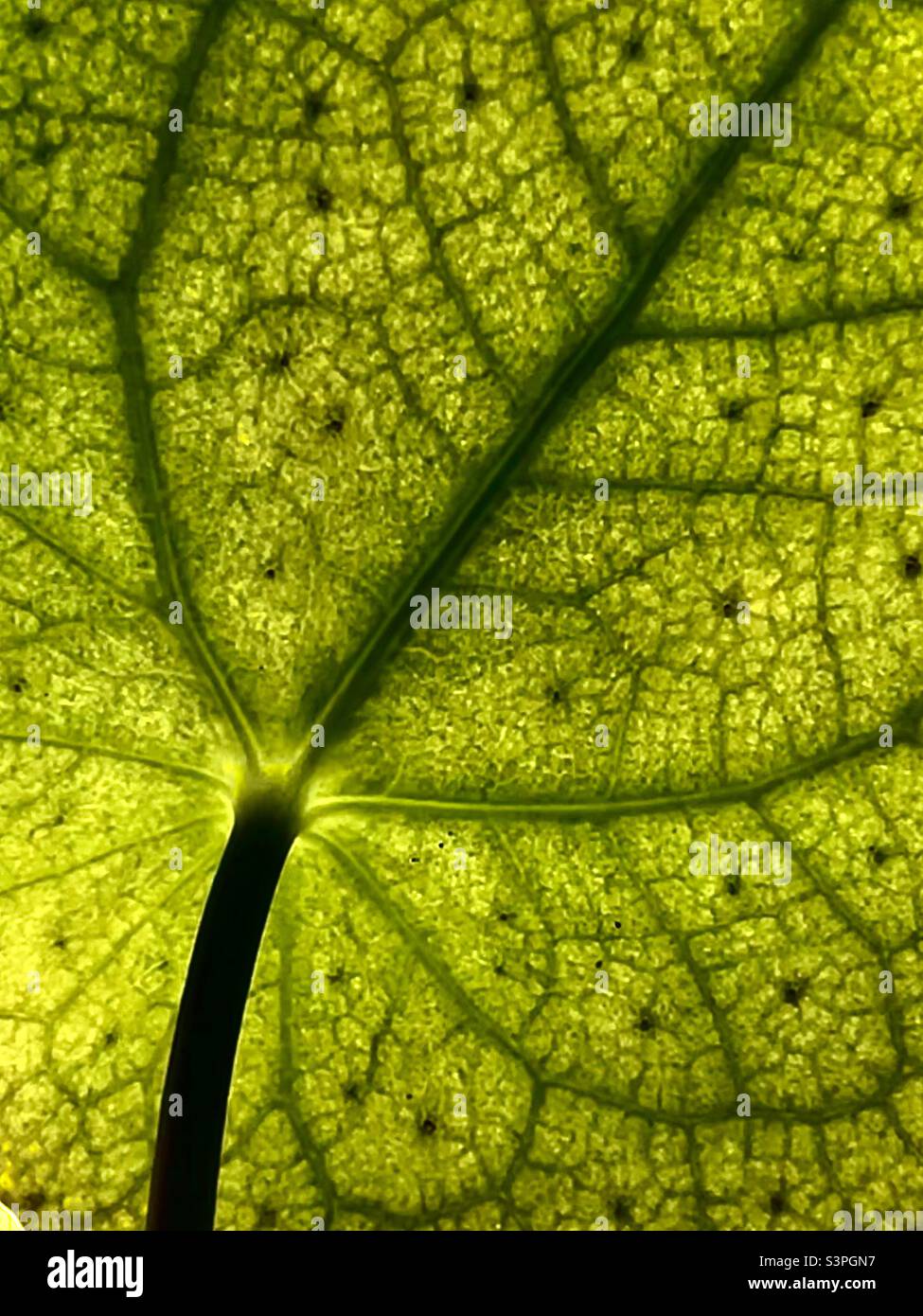 Chinese money plant pilea peperomioides hi-res stock photography and ...
