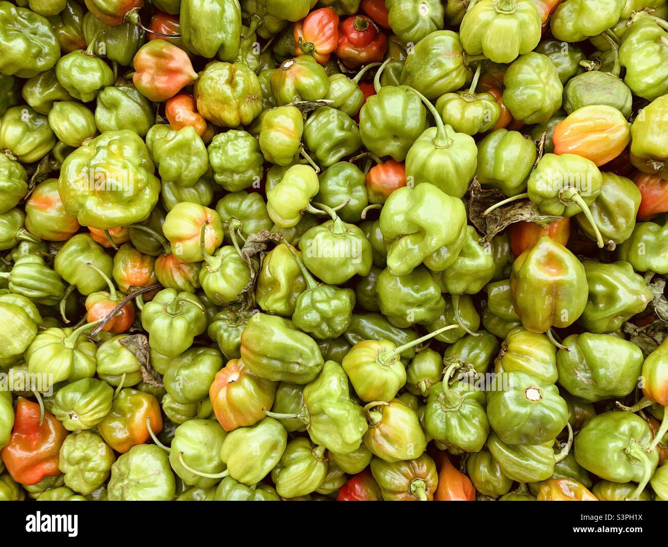Background of habanero peppers. Food concept. Havana, Cuba 2022 Stock ...