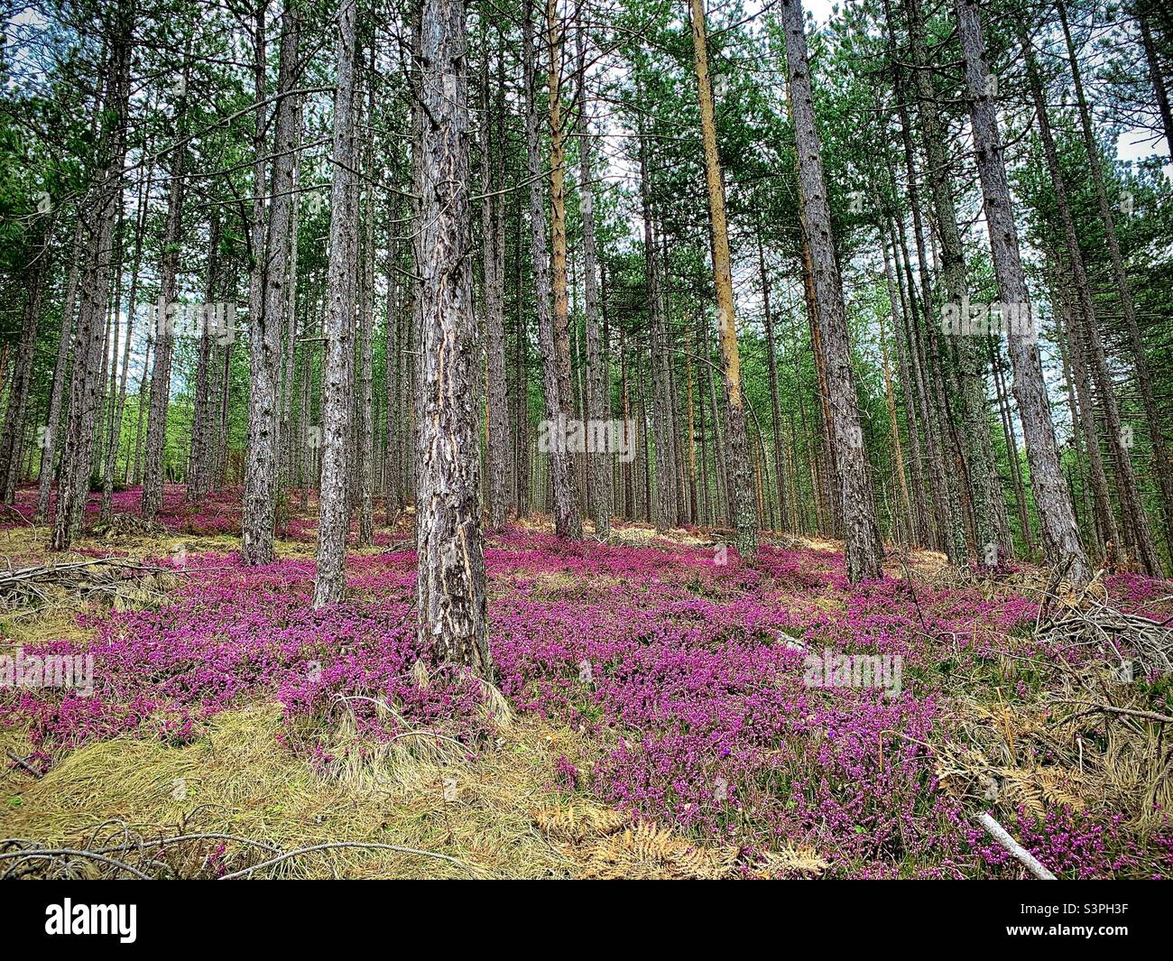 Pink flower of the forest hi-res stock photography and images - Alamy
