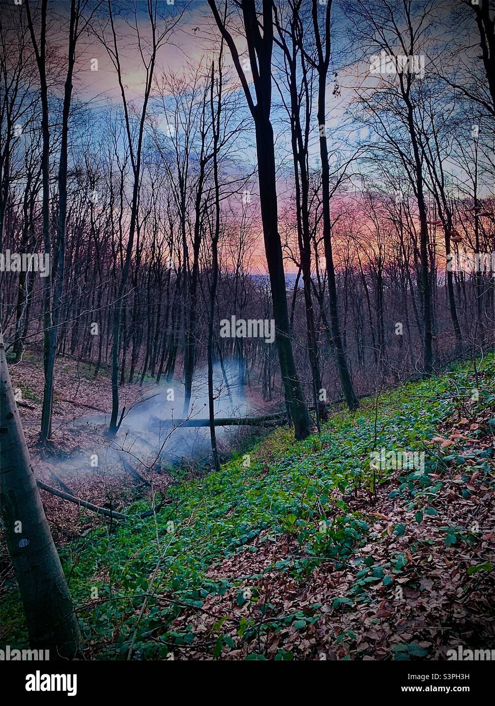 Morning mist forest hi-res stock photography and images - Alamy