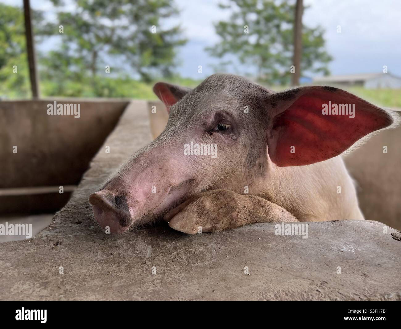 Piggery hi-res stock photography and images - Alamy