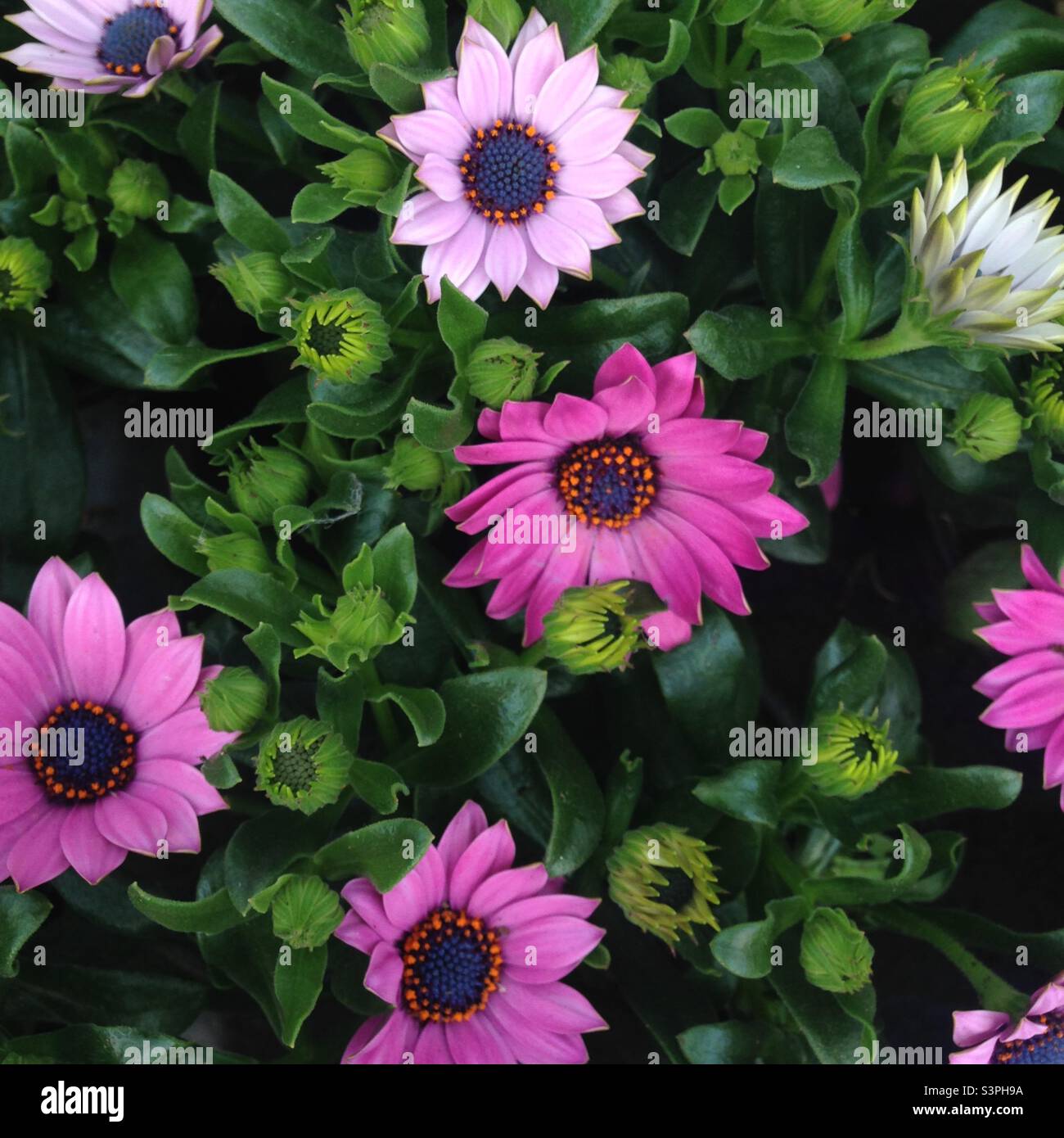 Pinky green hi-res stock photography and images - Alamy
