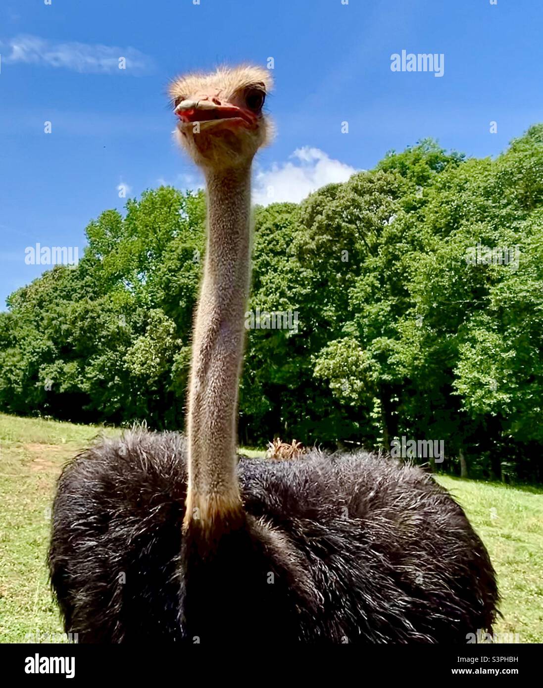 Safari animals closeup hi-res stock photography and images - Alamy
