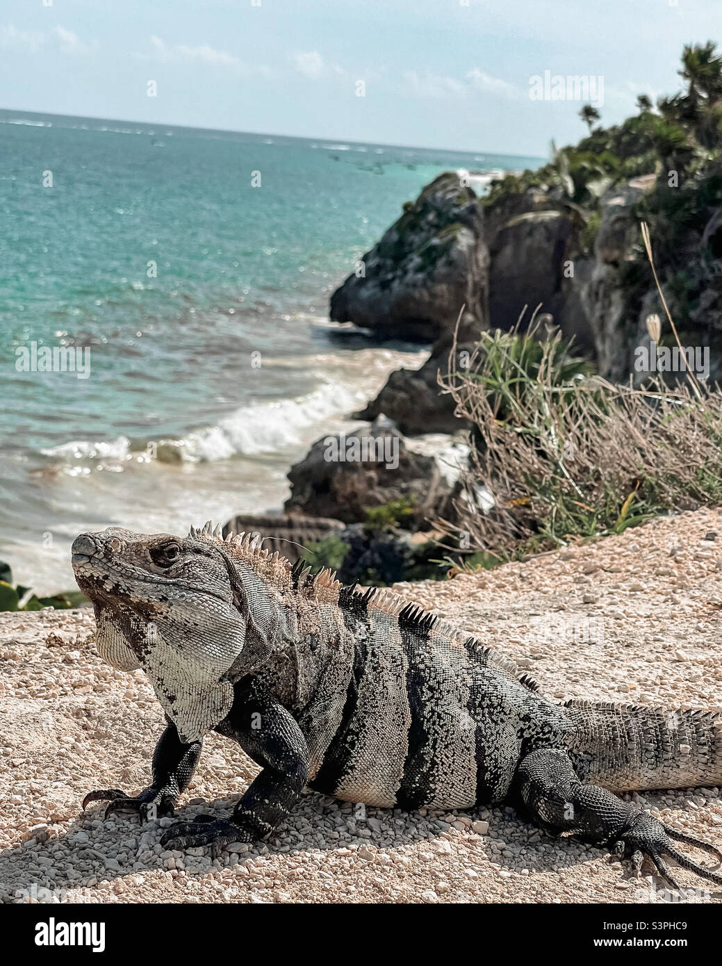 Mexico lizards hi-res stock photography and images - Alamy