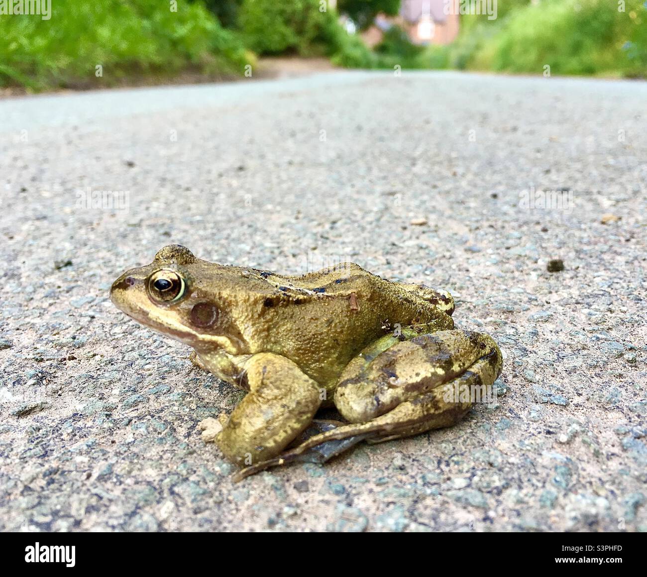 Toad in the road hi-res stock photography and images - Alamy