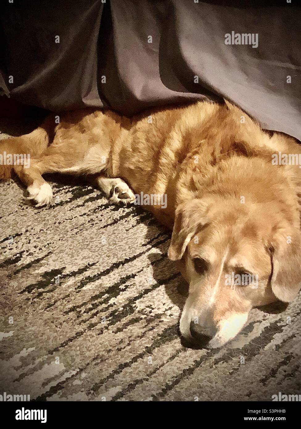 Labrador Laying Down Stock Photo - Alamy
