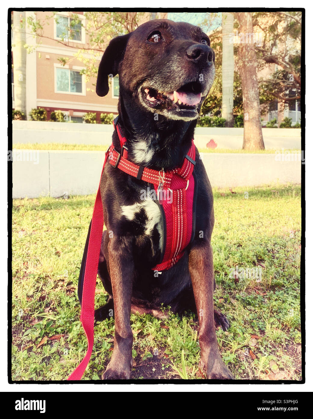 A happy senior Black Labrador retriever wearing a red dog harness ...