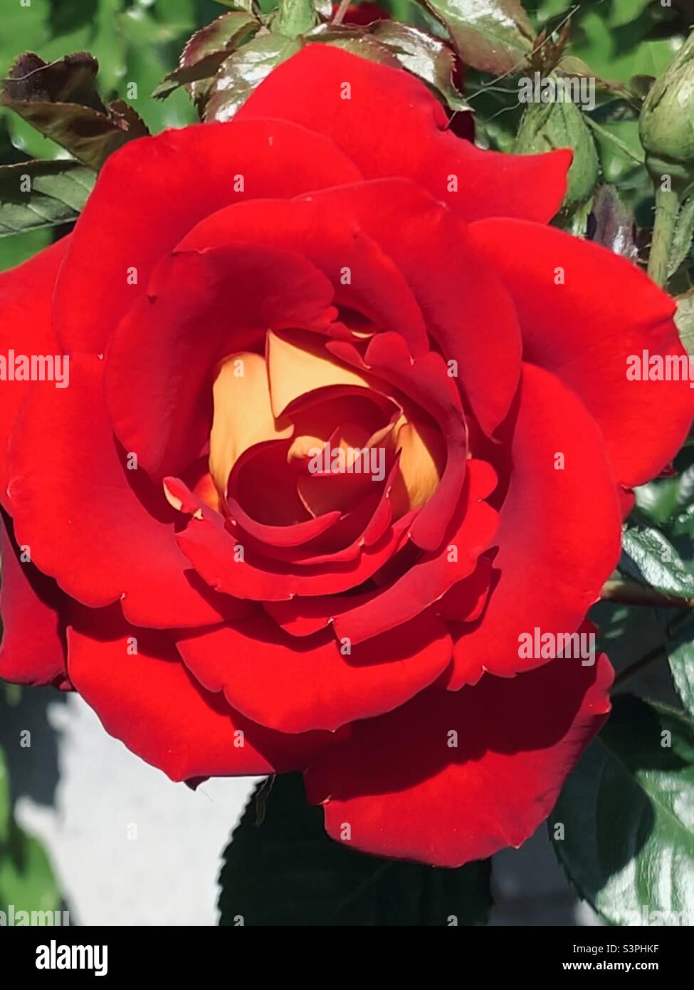 A red and yellow tea rose in bloom during early spring Stock Photo - Alamy
