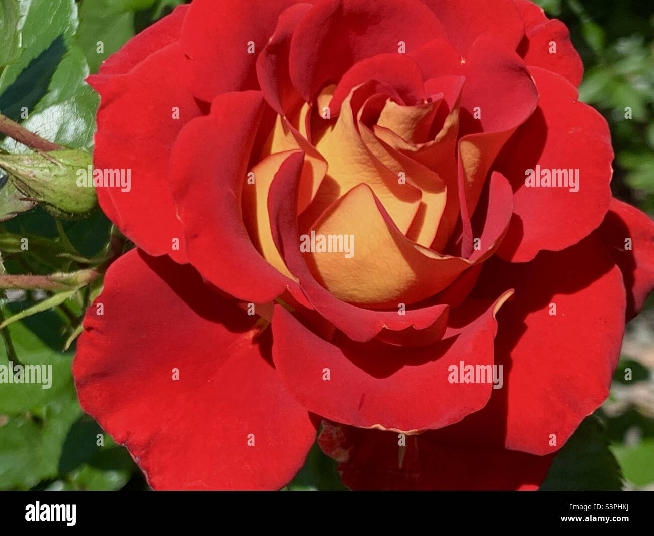 Tea rose full bloom hi-res stock photography and images - Alamy