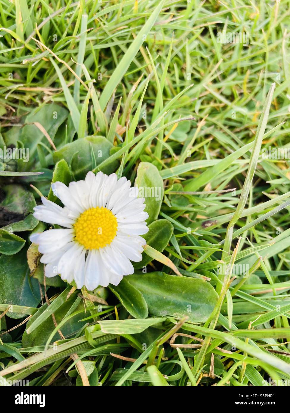 Daisy grass hi-res stock photography and images - Alamy